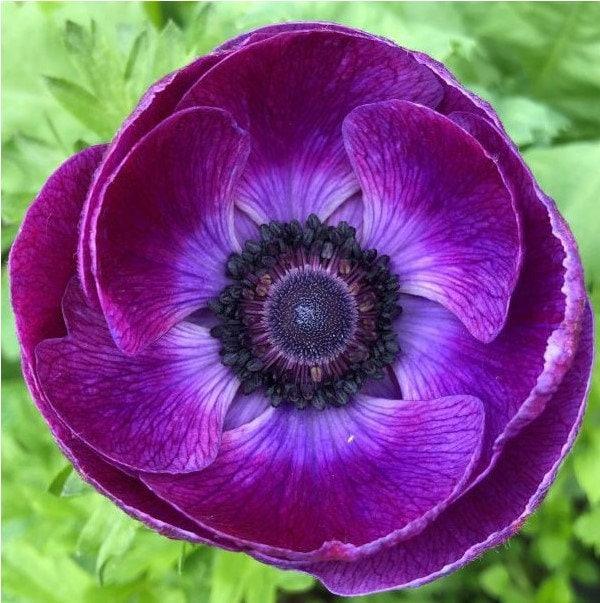 grape leaf anemone uk