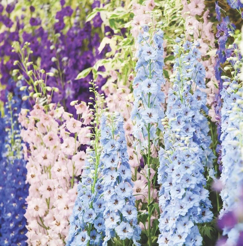 How to Grow Delphinium elatum from Seed