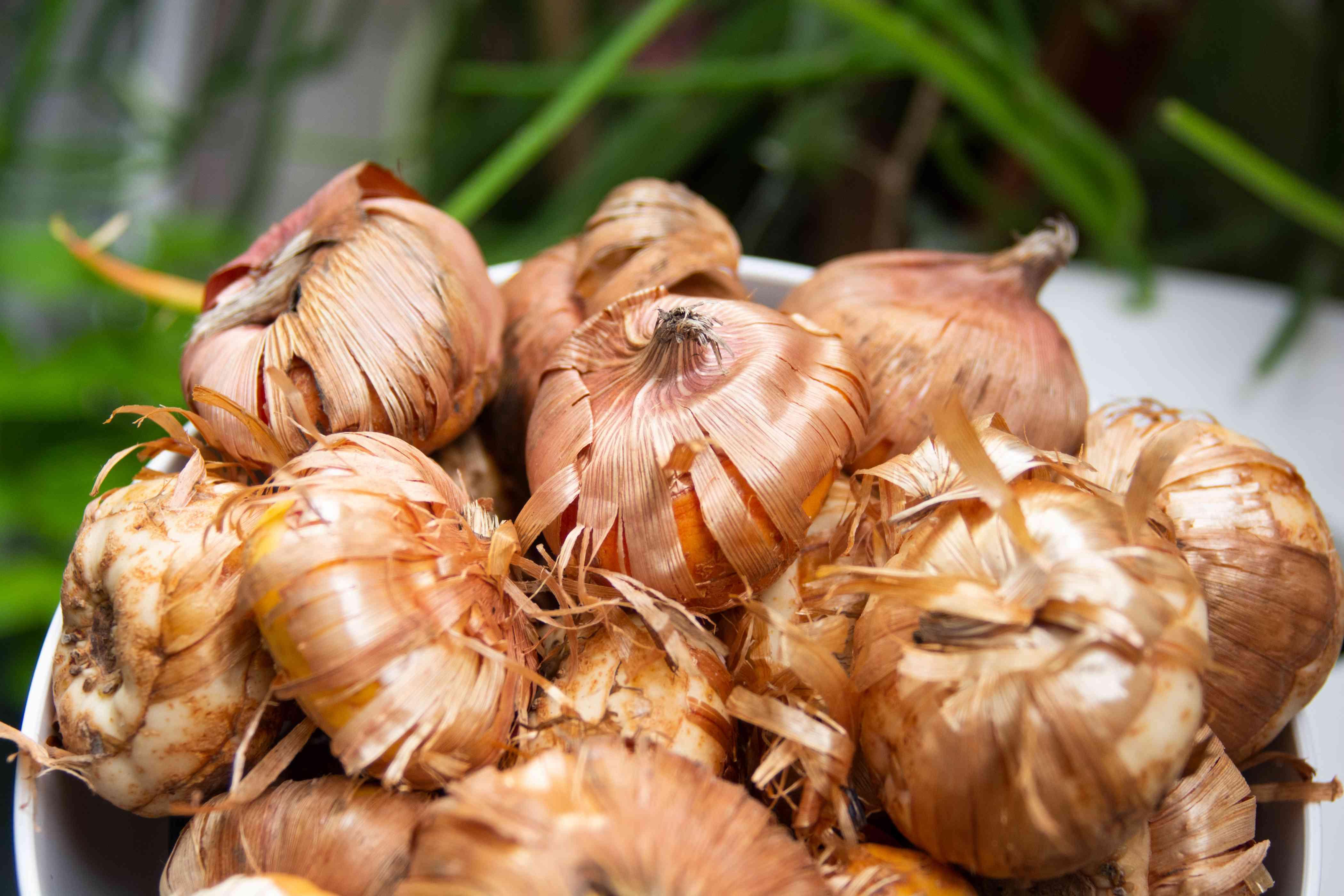 Flower bulbs for sale | Buy high-quality and rare flower bulbs online