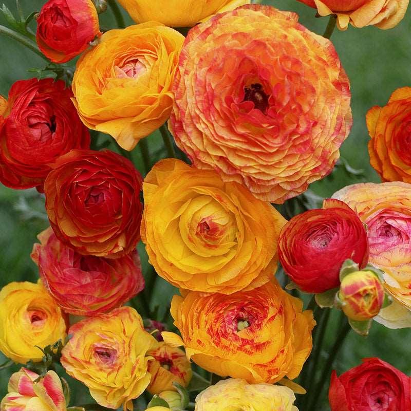 Ranunculus "Picoté Orange" corms | (Persian Buttercup) variegated ...