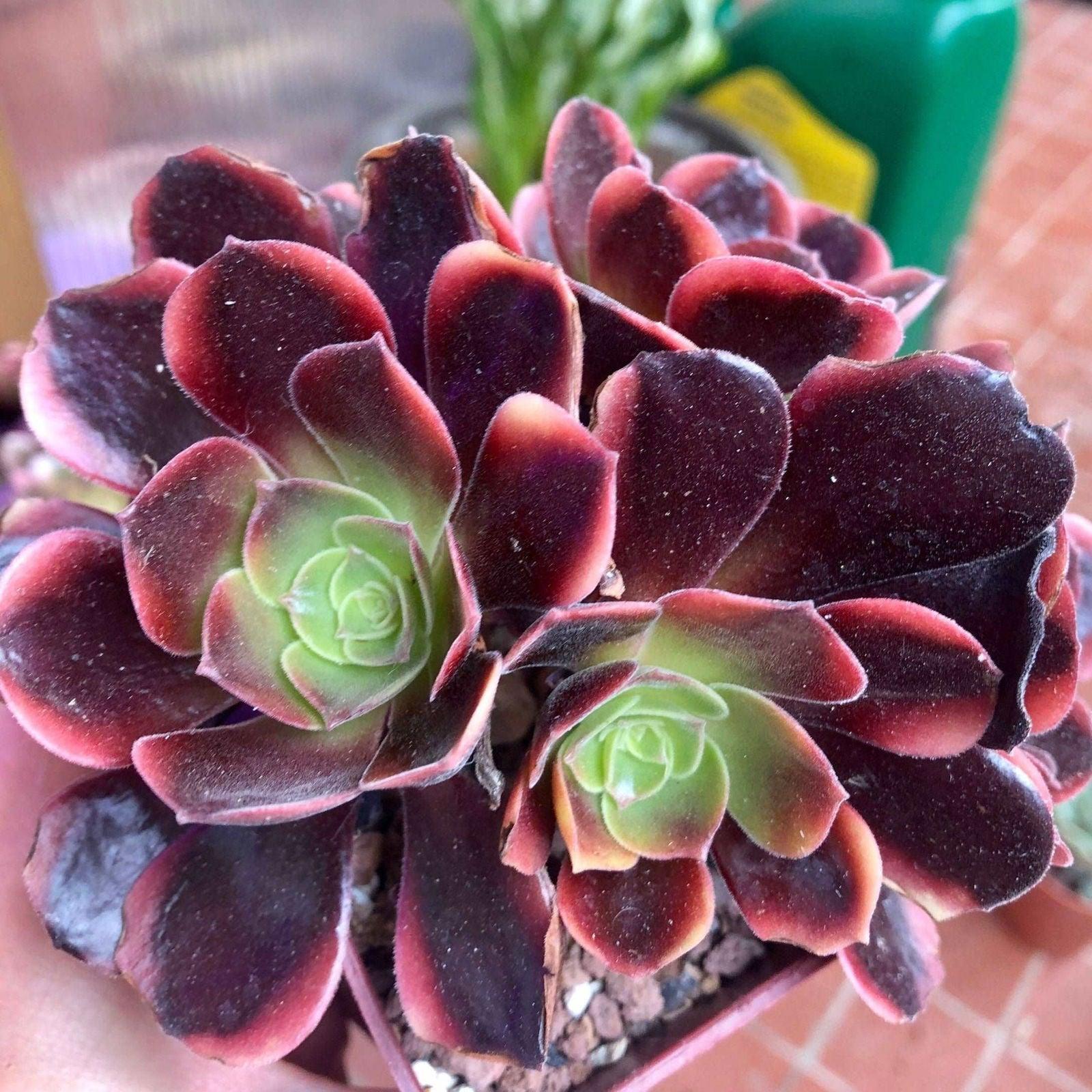 Aeonium Super Bang