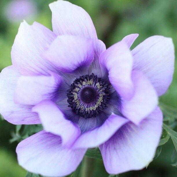 Anemone coronaria Mistral Plus® 'Azzurro' bulb/corm, poppy-like flowers ...