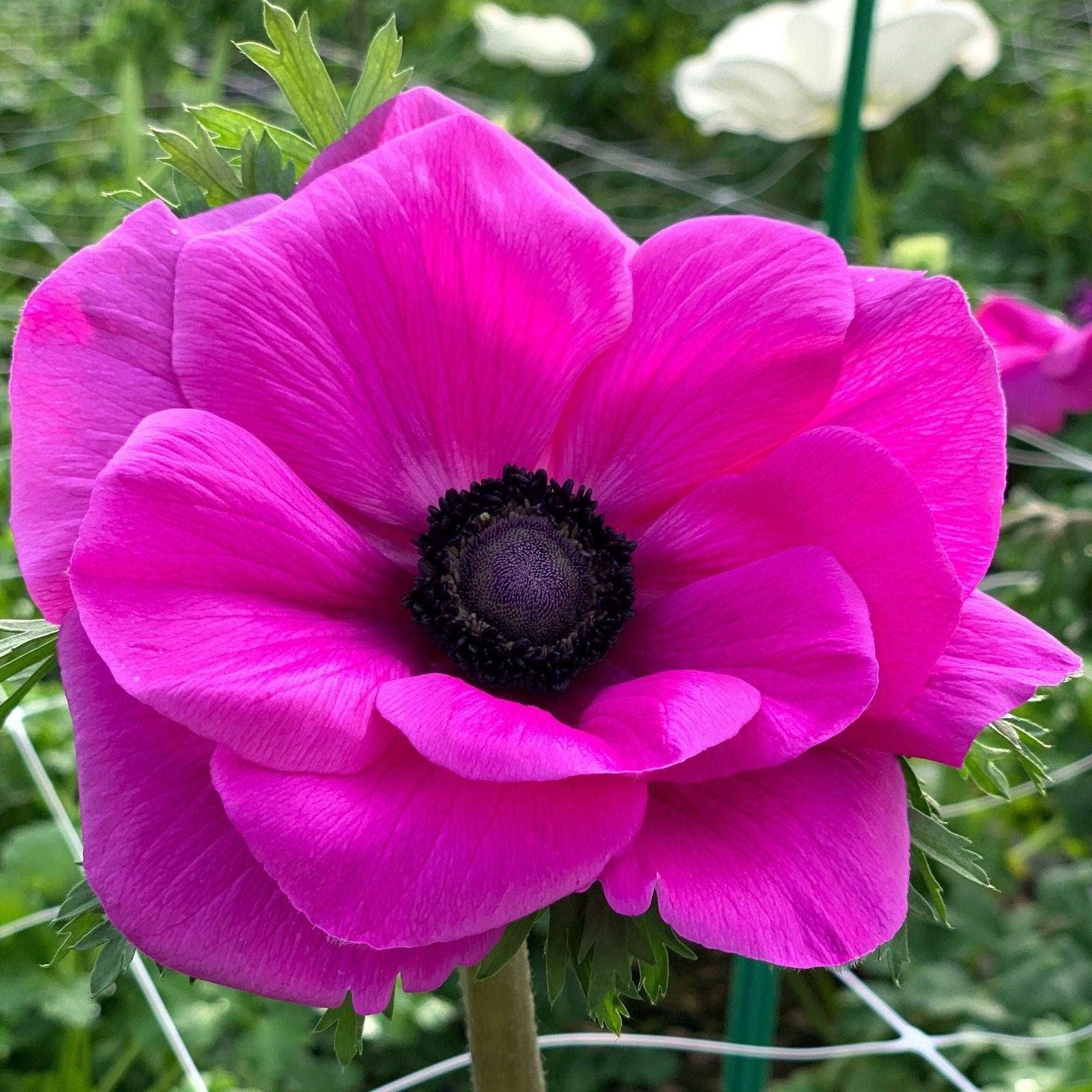 Anemone 'Fuscia' Mistral Plus® coronaria bulb/corm, poppy-like flowers ...