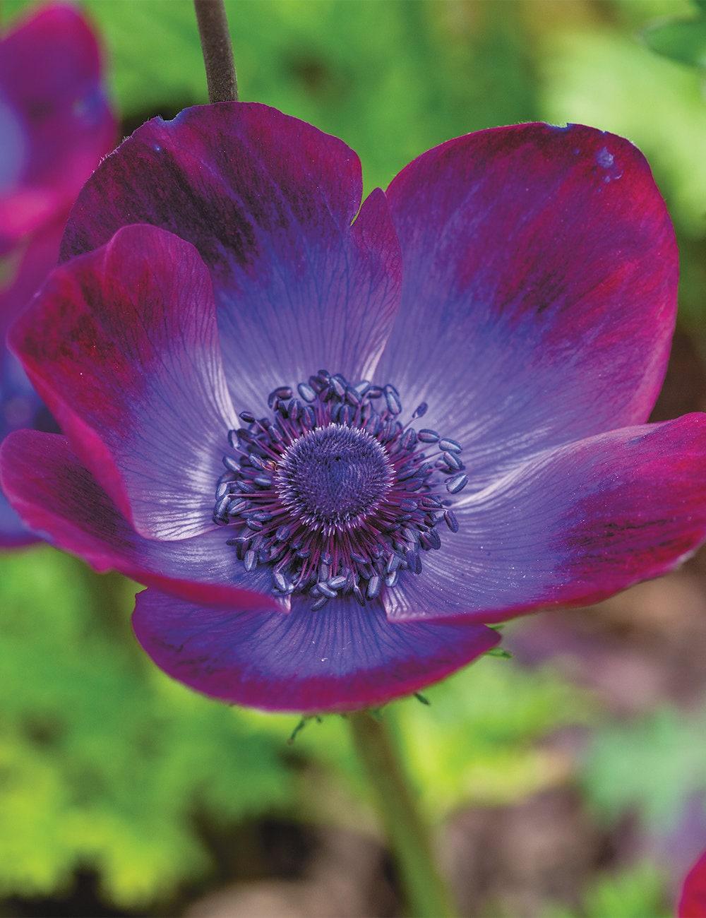 grape leaf anemone uk