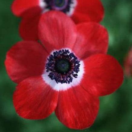 Anemone Coronaria Hollandia - 3/4 bulb/corm, elegant poppy-like red ...