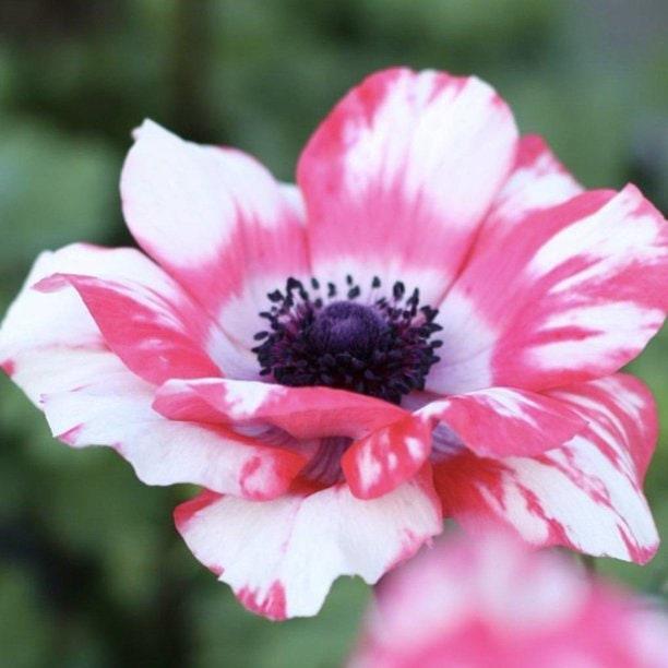 Italian Anemone coronaria Mistral Tigre bulb/corm, poppy-like flowers ...