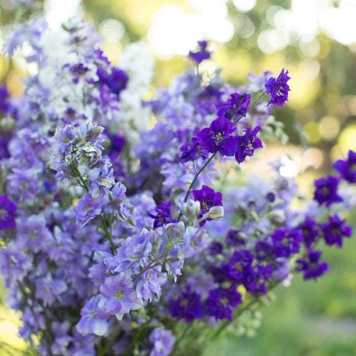 Larkspur (delphinium consolida) seeds | Seed pack mix of shades of ...