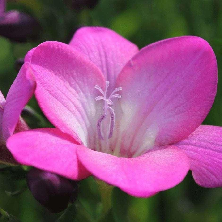 PRE-ORDER Freesia Pink Passion® bulbs/corms | Pink flowers, popular ...