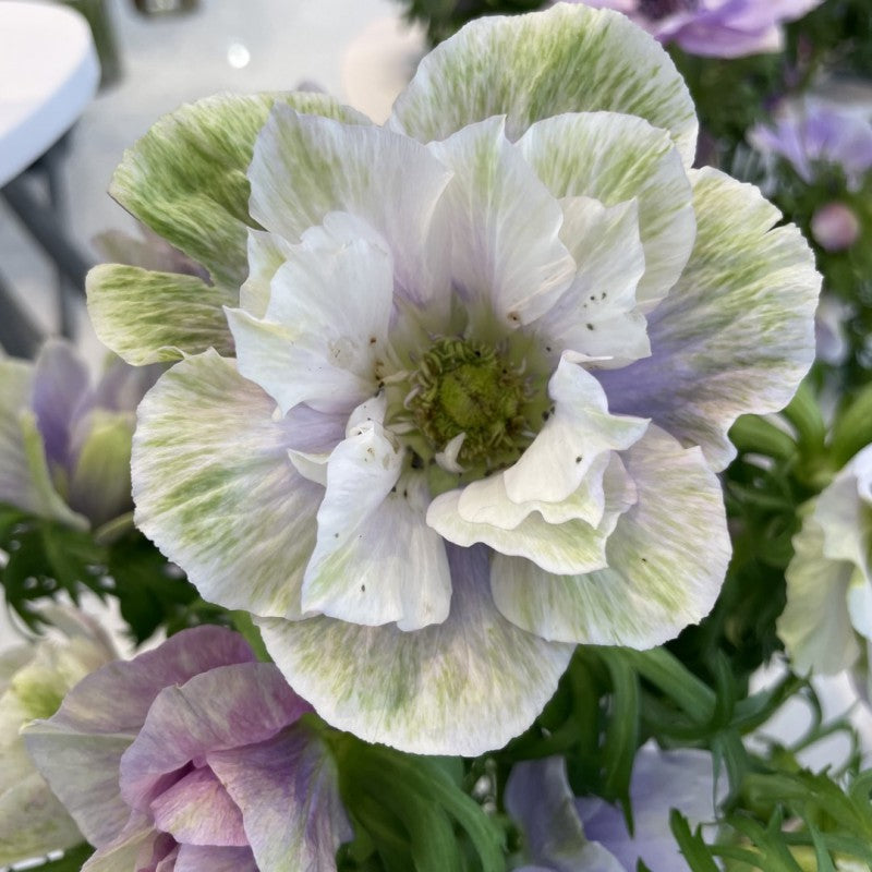 Anemone coronaria MISTRAL PLUS® 'Pale' bulbs - Buy Vibrant Pink Italian ...