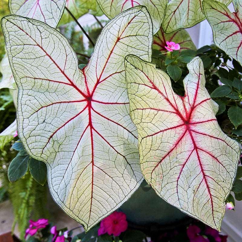 Caladium 'White Queen' tuber | Tropical white houseplant with pink ...
