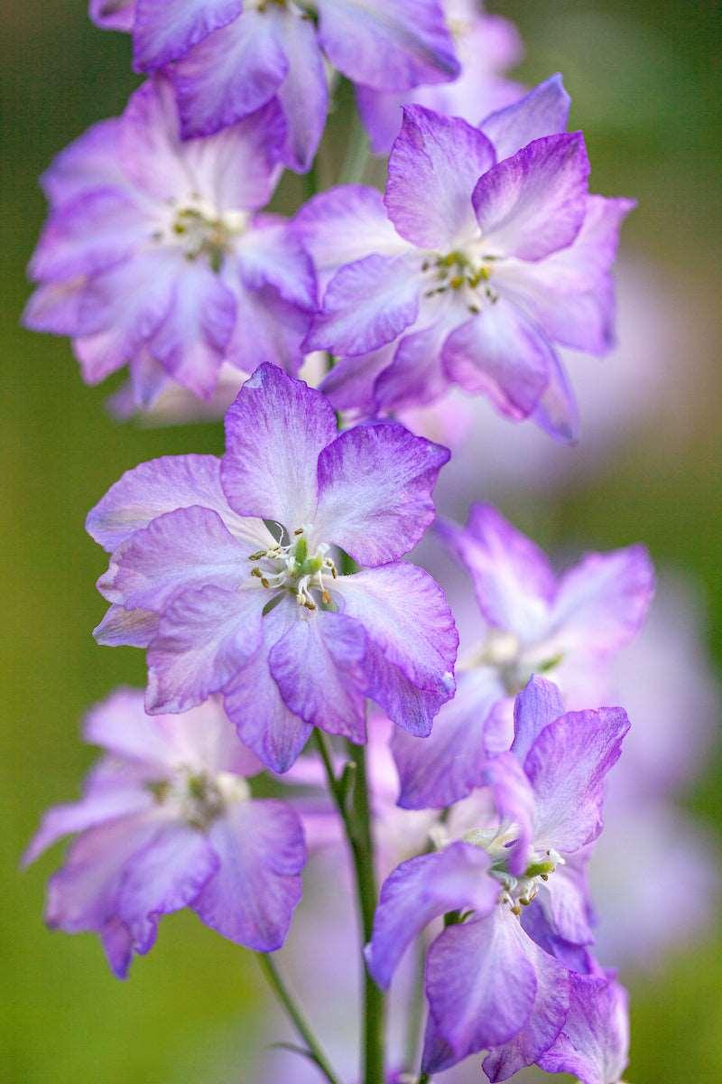 Larkspur Fancy Purple Picotee seeds | (Delphinium consolida) Lilac-blue ...