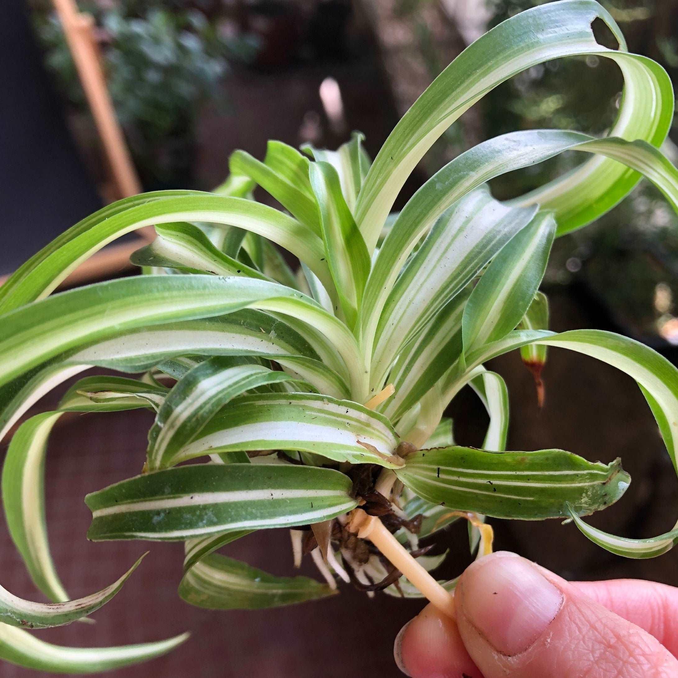 Chlorophytum Comosum 'Curly' | Small bare-root spider plant, evergreen ...
