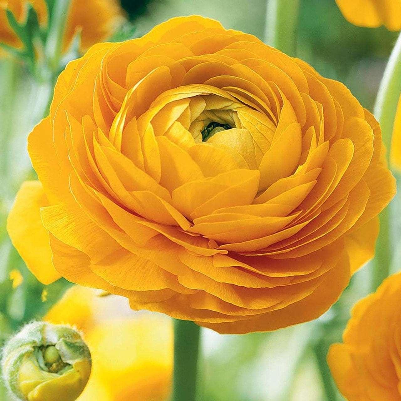 Ranunculus Yellow corms (Renoncule asiaticus) Tomer dwarf ranunculus ...