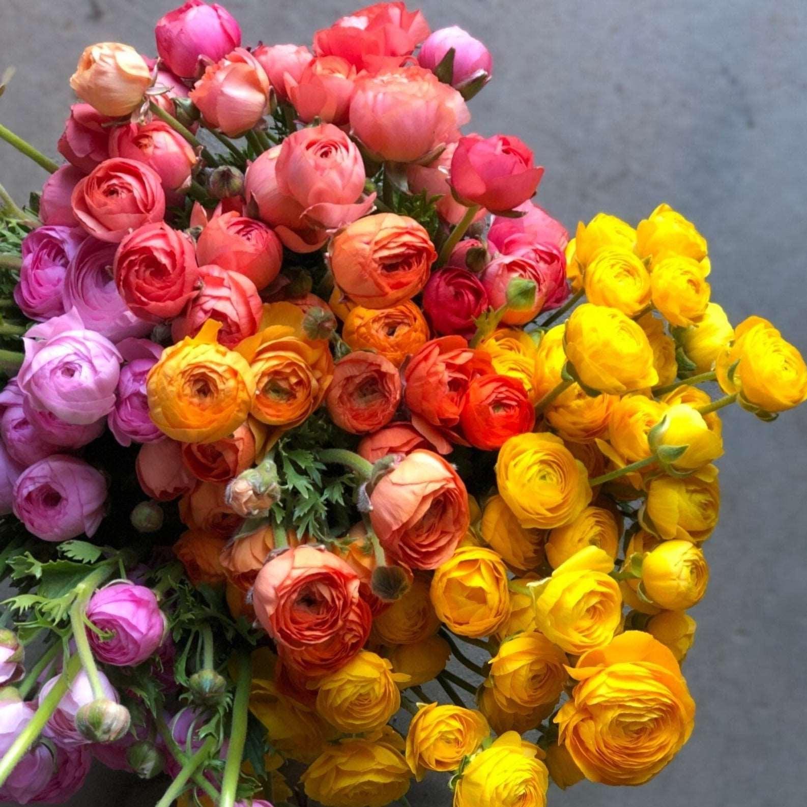 Ranunculus Rainbow Mix