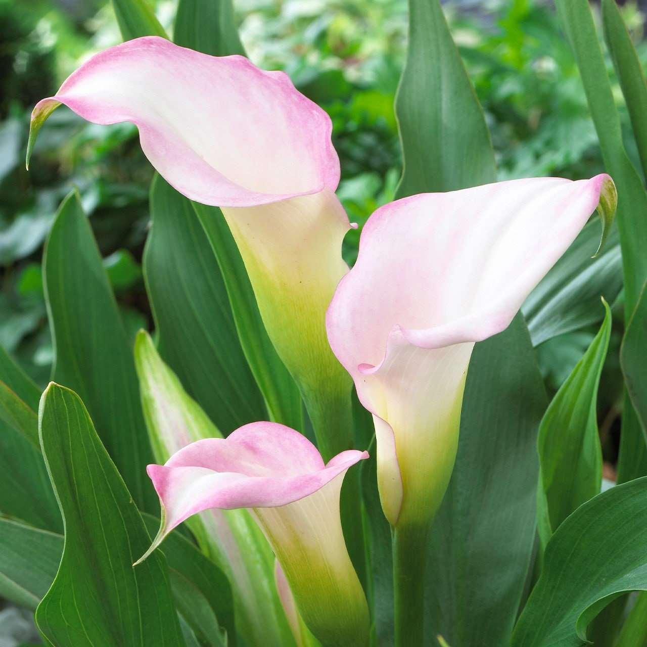 Calla Lily "Crystal Blush" (Zantedeschia, Arum Lillies) - bulbs ...