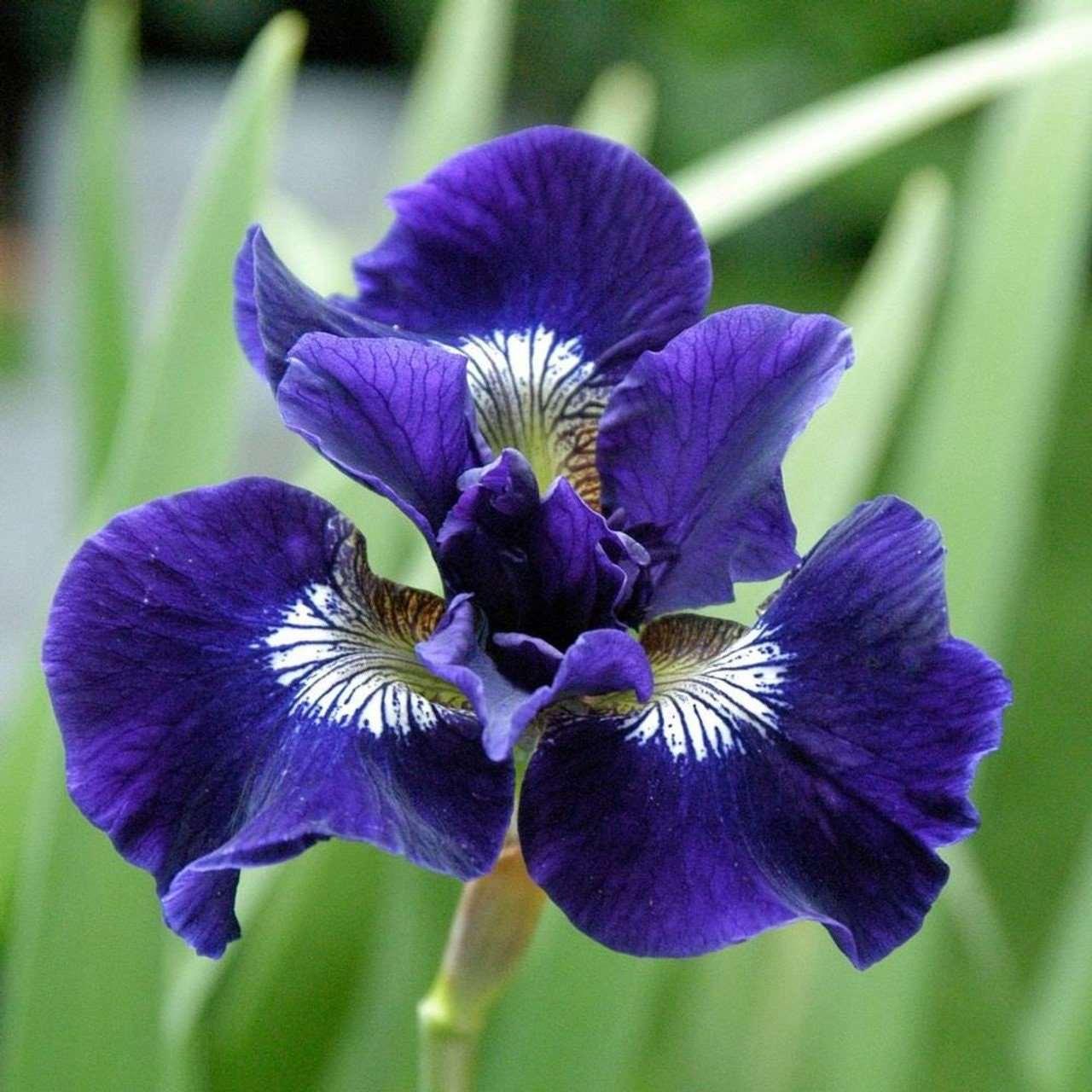 Iris Sibirica "Shirley Pope" rhizome/bulb | Velvety deep violet, purple ...