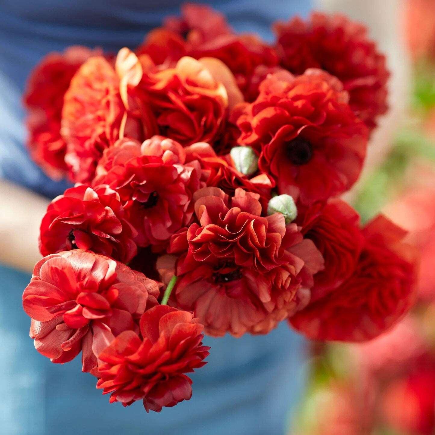 Ranunculus Pauline "Chocolate"