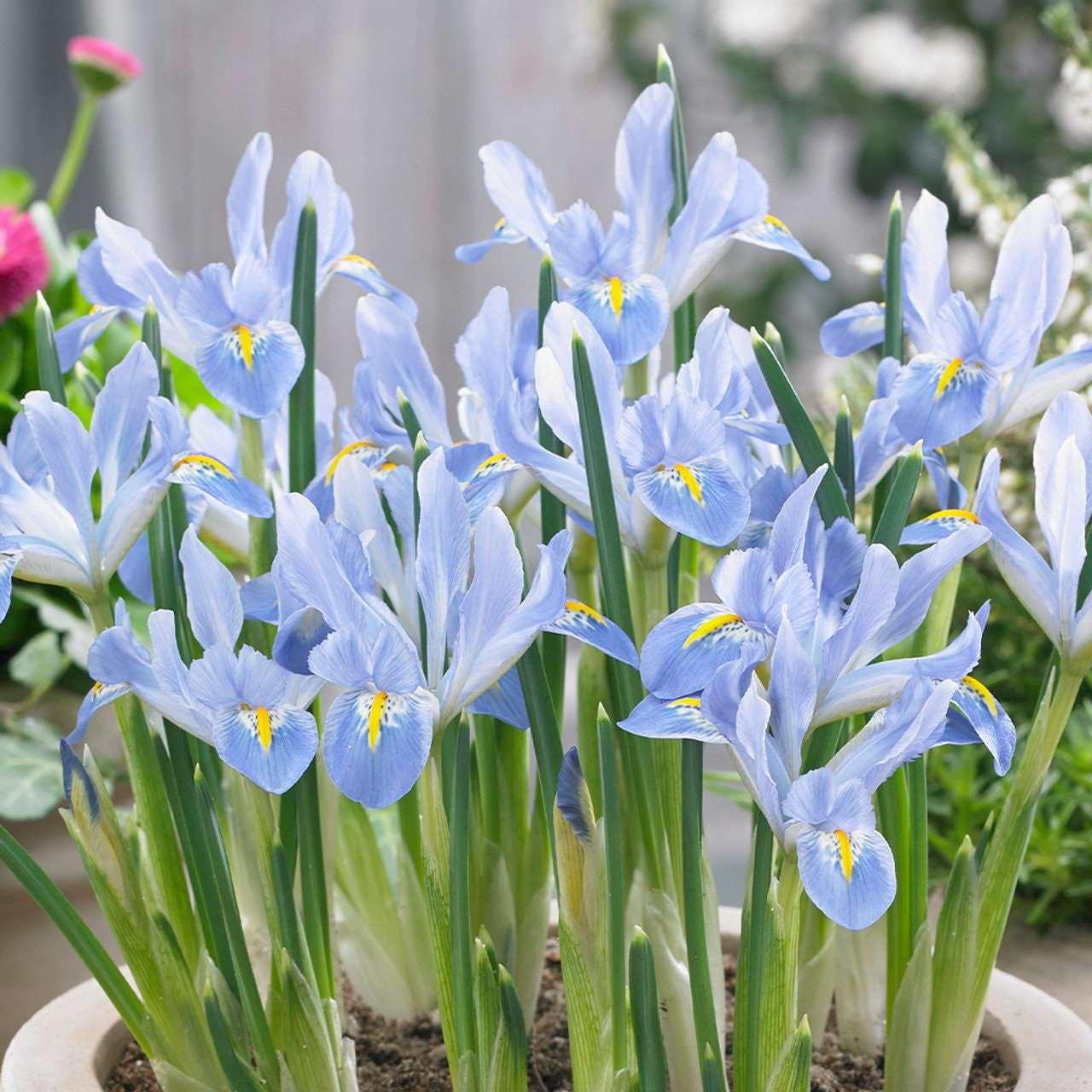 Iris Reticulata "Blue Planet" 6/8 | Award-winning dwarf iris, pale blue ...