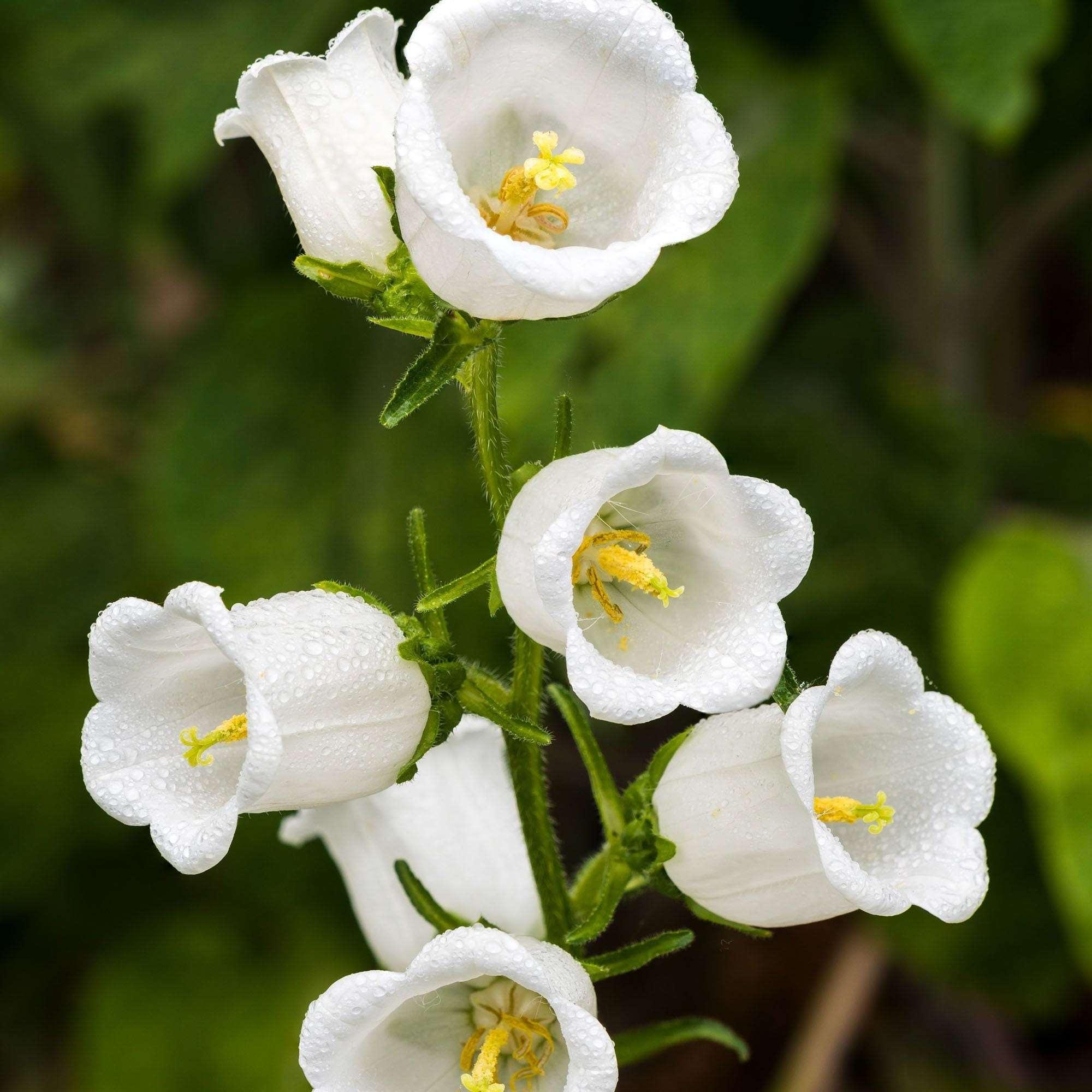 Canterbury Bells "Champion White" (Campanula medium) f1 seeds | Annual ...