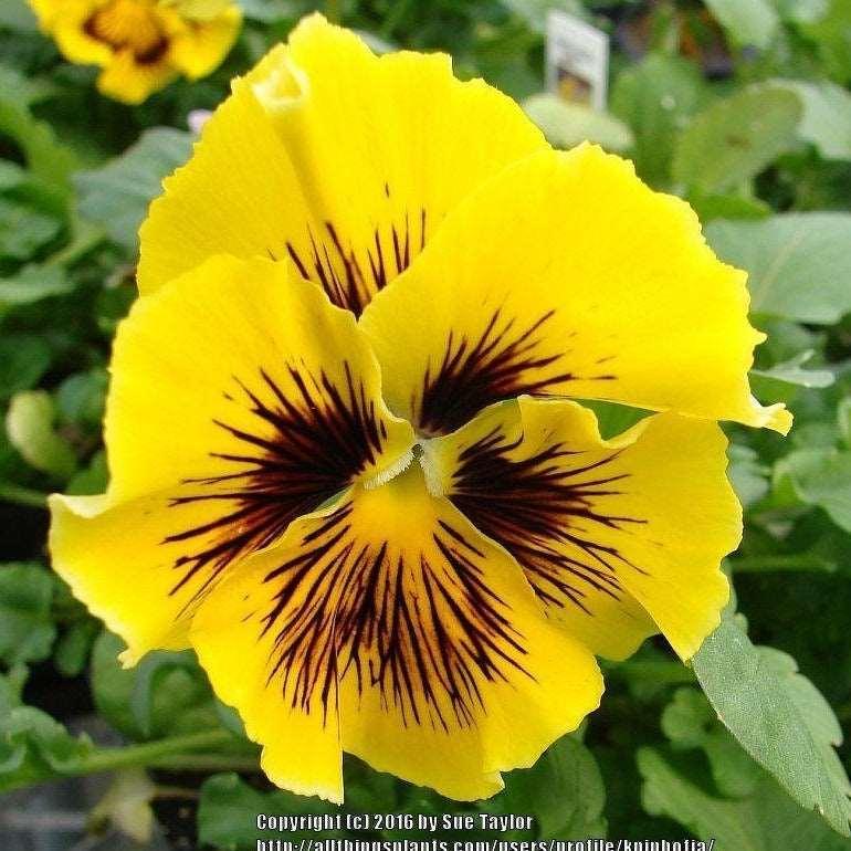 Pansy "Frizzle Sizzle Yellow" (Viola wittrockiana) seeds | Yellow ...