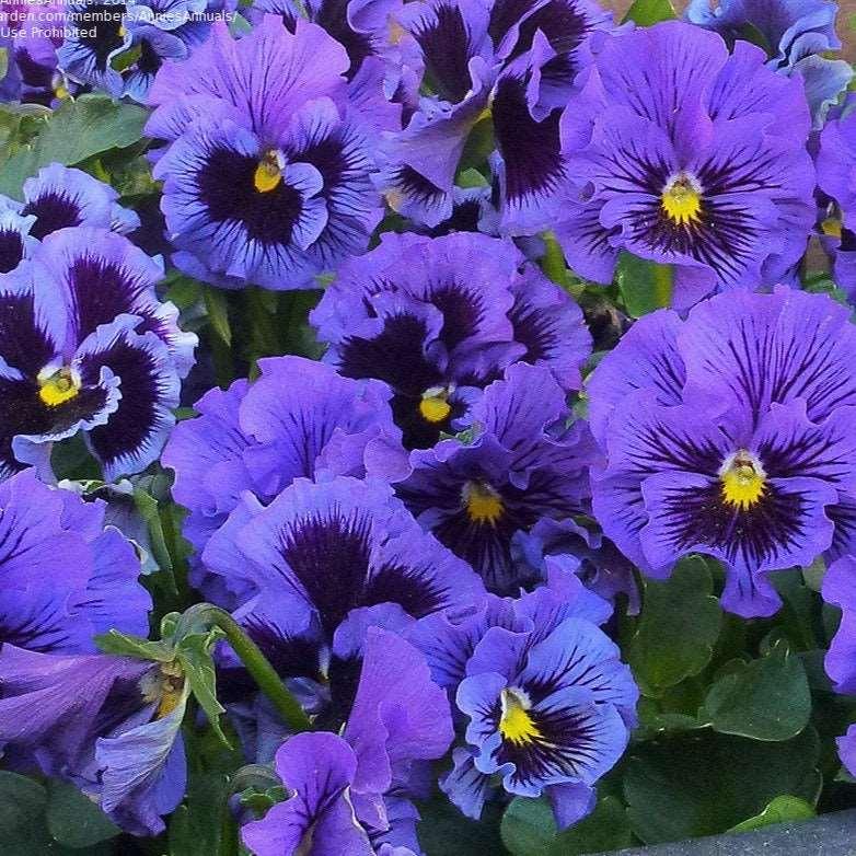 Pansy "Frizzle Sizzle Blue" (Viola wittrockiana) seeds | Vibrant blue ...