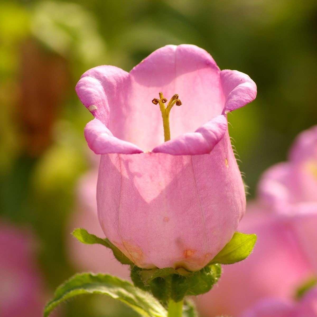 Canterbury Bells "Champion Pink" (Campanula medium) f1 seeds | Annual ...