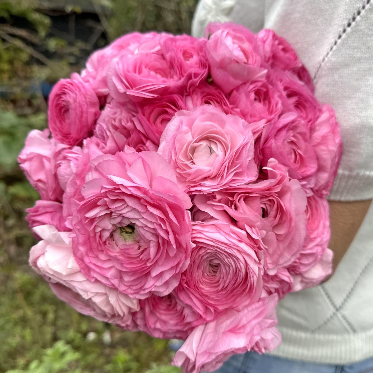 Ranunculus Elegance Rosa | Buy flower bulbs from France