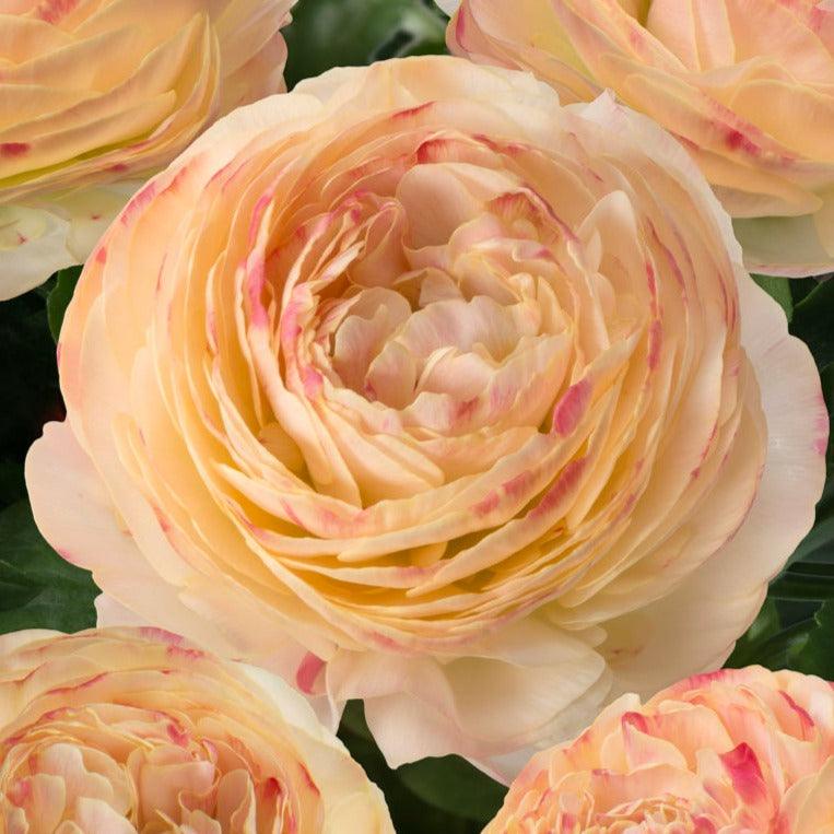 Ranunculus Romance™ "Hydra®" bulbs/corms (Renoncule asiatique) | Very ...