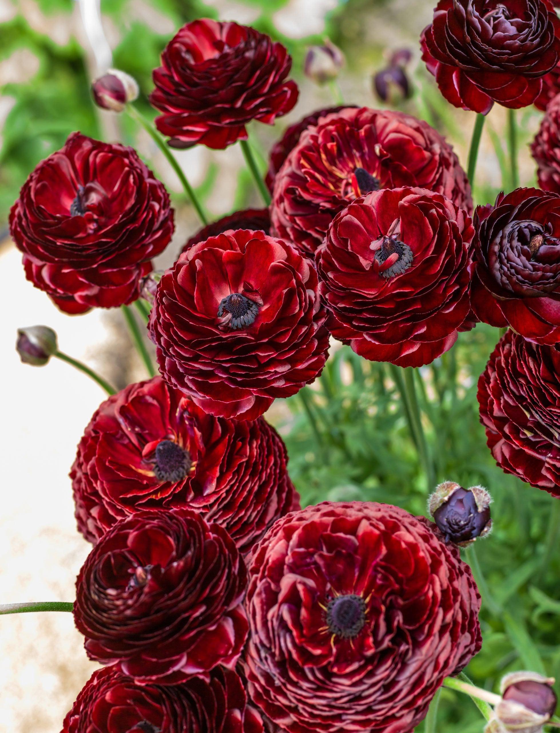 Ranunculus Romance "Perigord"