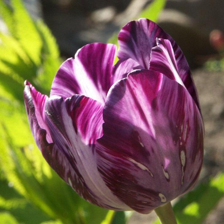 Tulip "Columbine" bulbs | Extremely rare historic, antique Rembrandt ...