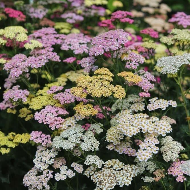 Yarrow "Summer Pastels" seeds mix (Achillea millefolium) | Pink, orange ...