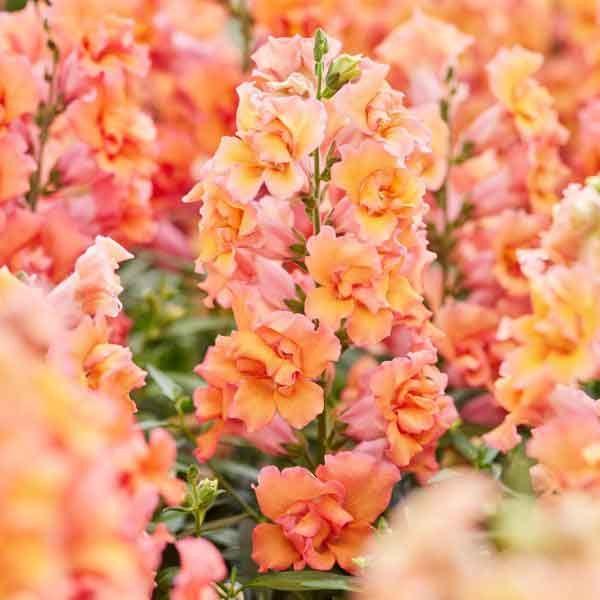 Snapdragon "Twinny Bronze" seeds (Anthirrhinum majus) | Double ...