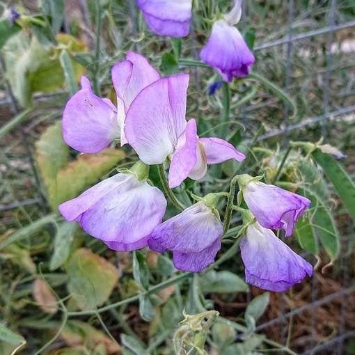 Sweet Pea "Spencer Pulsar" seeds (Lathyrus odoratus) | Large cream ...